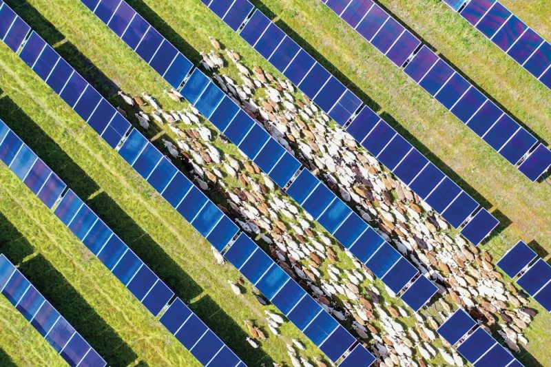 SILICON RANCH: How Communities Win In the Solar Farm Arena – Site ...