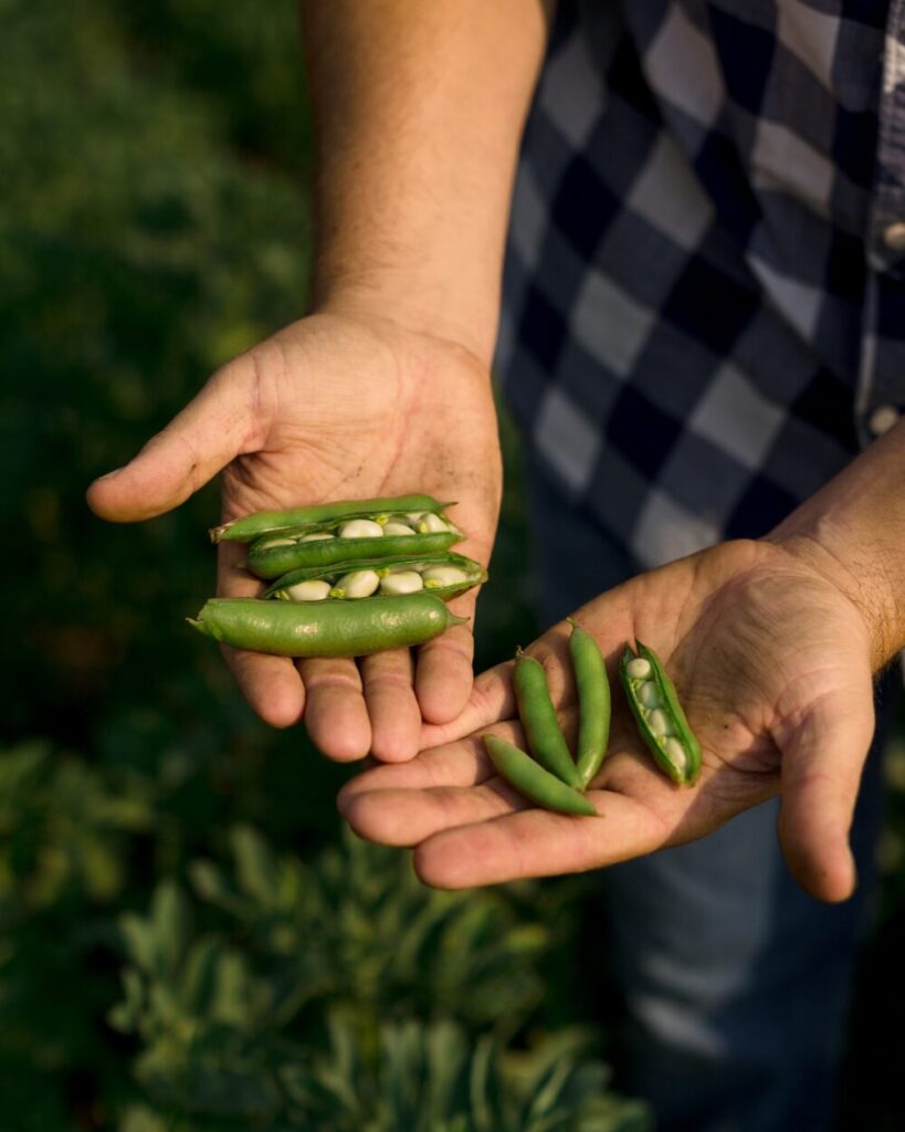 VALUE-ADDED AGRICULTURE: Snack and The Beanstalk – Site Selection Magazine